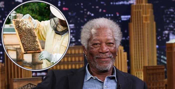 Morgan Freeman Converts His 124 Acre Ranch into a Bee Sanctuary to Save ...