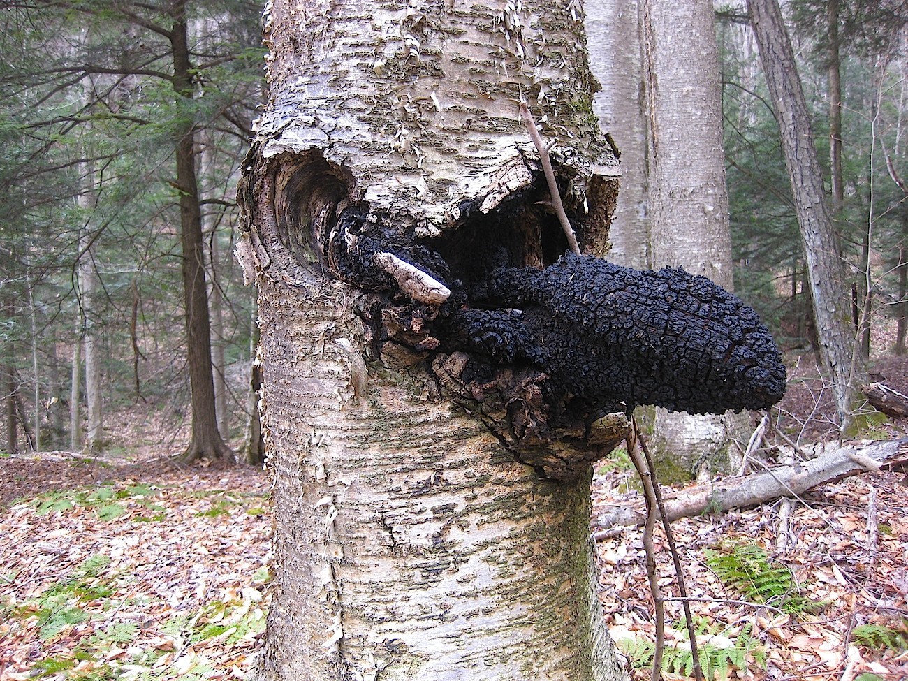 Chaga Mushroom: The King in the World of Medicinal Mushrooms?