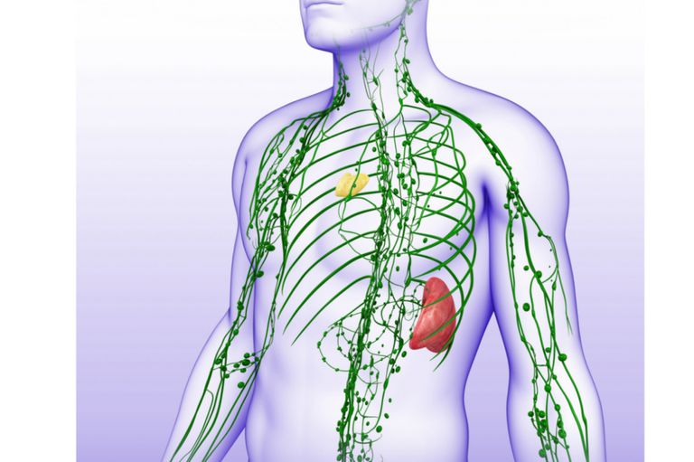 Best Natural Methods to Activate Your Lymphatic System & Strengthen ...