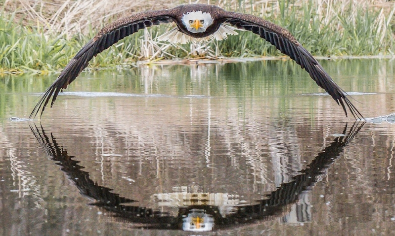 Stunning Photo of an Eagle in a Symmetrical Reflection Caught by this ...