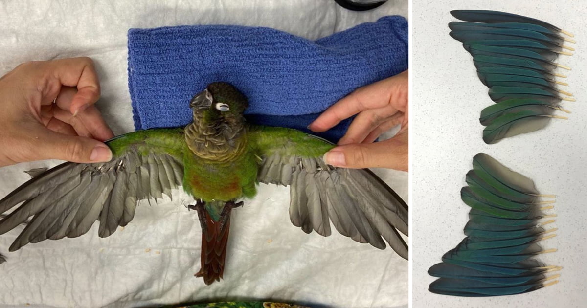 This Vet Gave a Parrot Prosthetic Wings after His Owner Trimmed Them