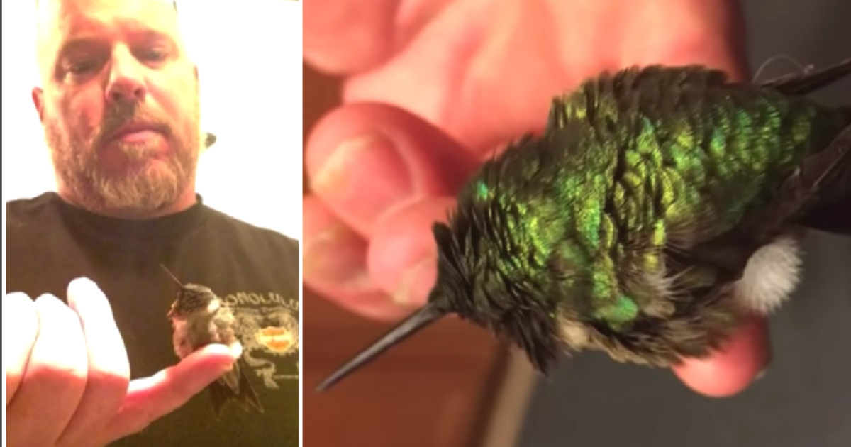 Every Year, this Hummingbird Comes Back to the Man Who Saved It