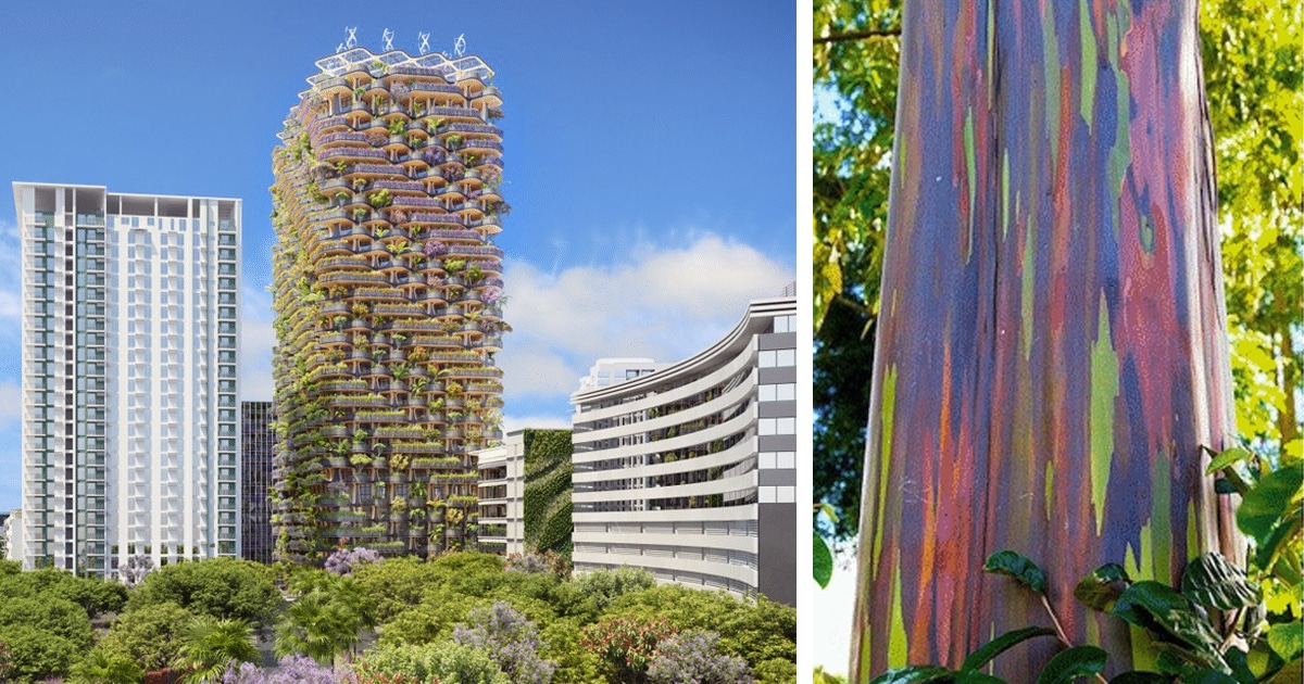 Architects Design Eco-Friendly Building Inspired by Rainbow Eucalyptus ...