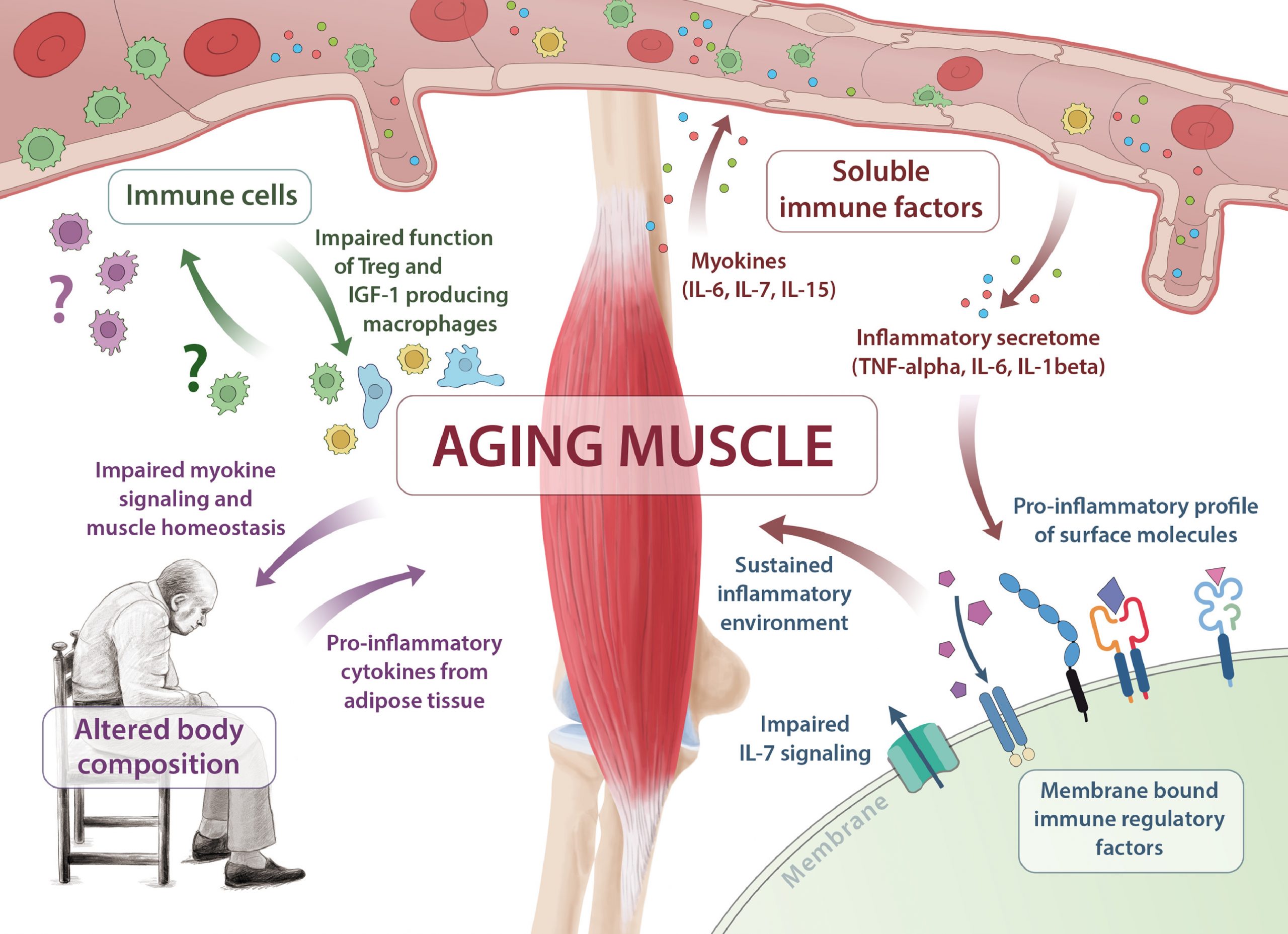 Long Term Infection & Inflammation Found to Impair the Immunity as We Age