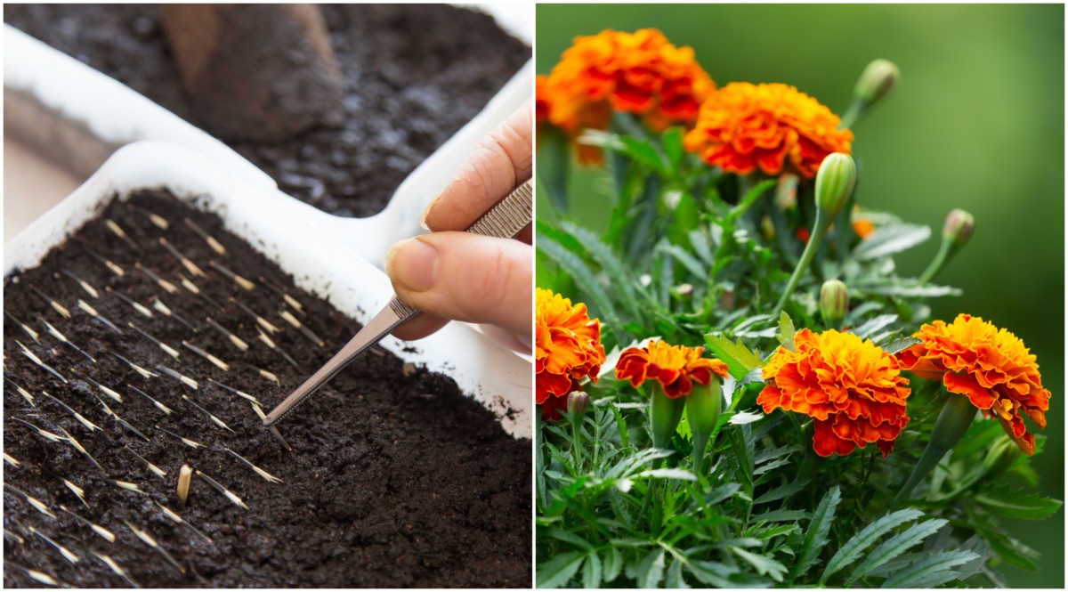 5 Great Flower Seeds to Sow Now Indoors & Have Them Ready for Spring